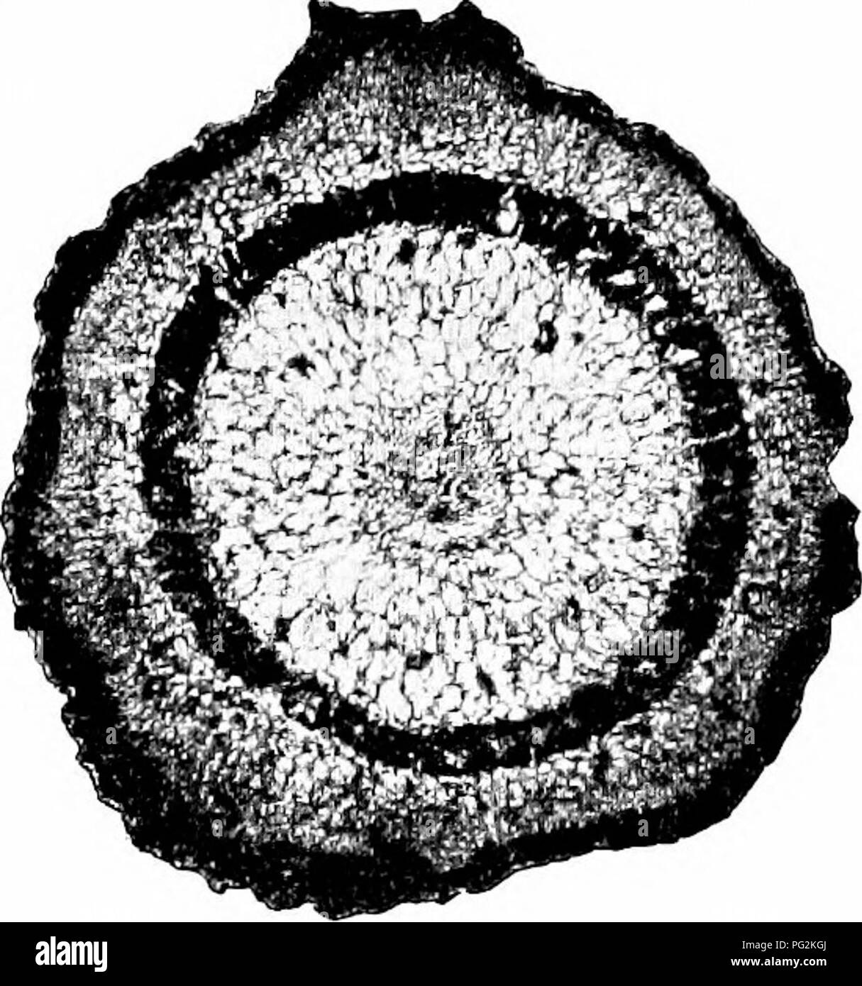 . Morphology of gymnosperms. Gymnosperms; Plant morphology. Fig. 94 ...