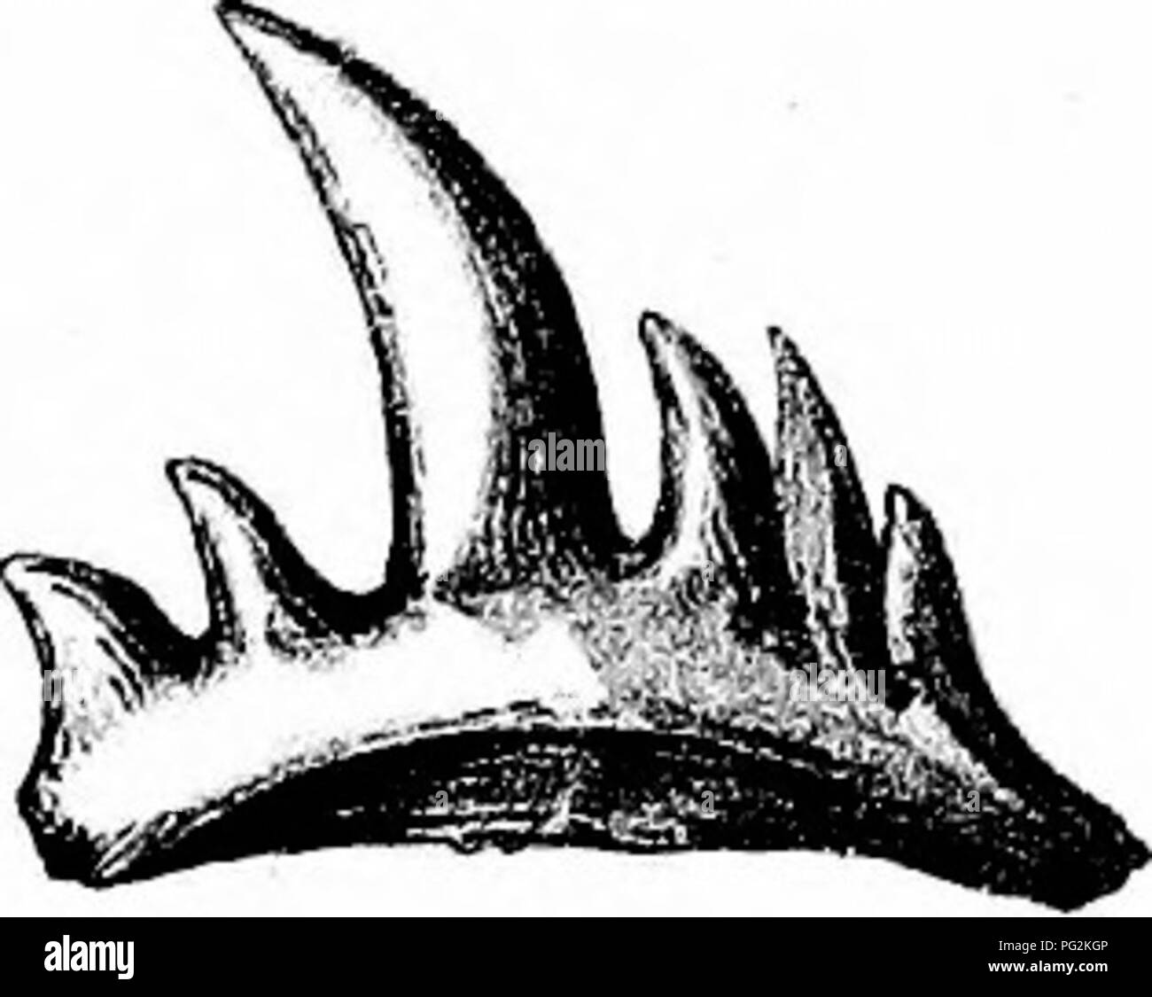 Illustrations minerals Black and White Stock Photos & Images - Alamy