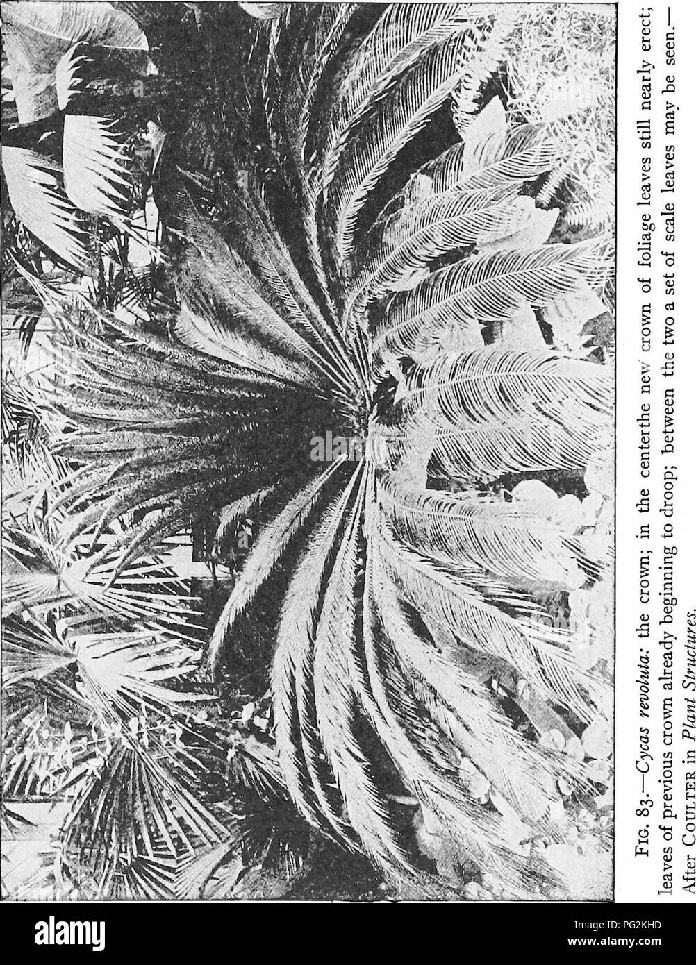 This work provides a detailed examination of the morphology of ...