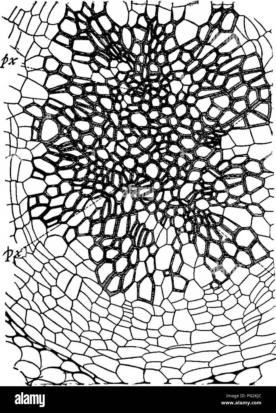 Gymnospermclassification hi-res stock photography and images - Alamy