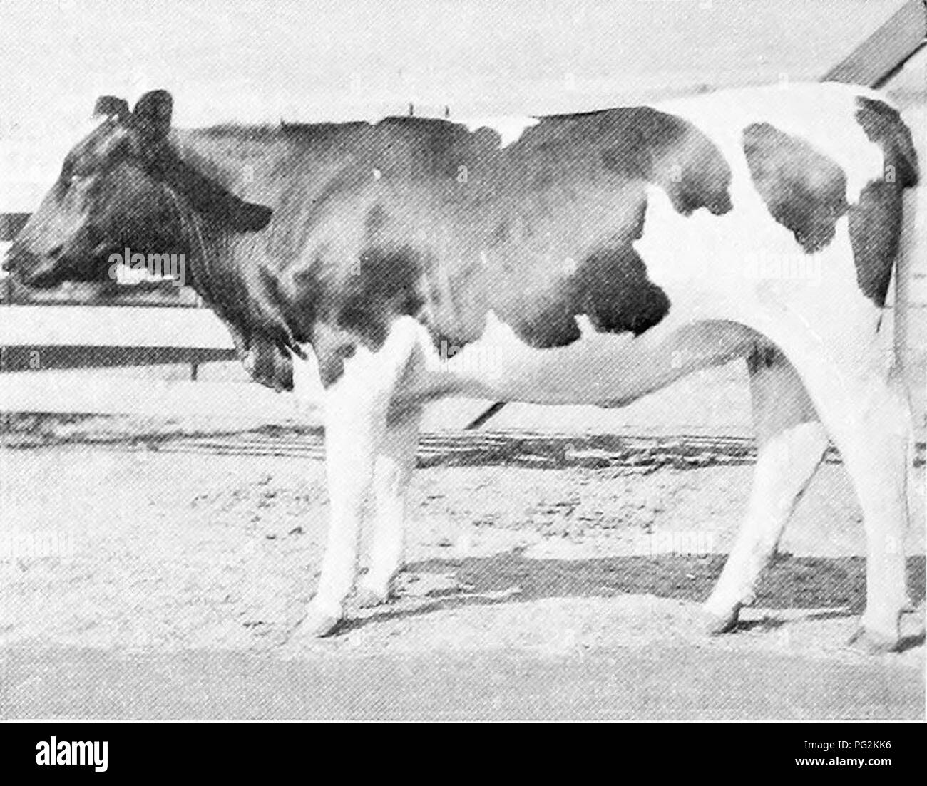 Friesian cattle netherland hi-res stock photography and images - Alamy
