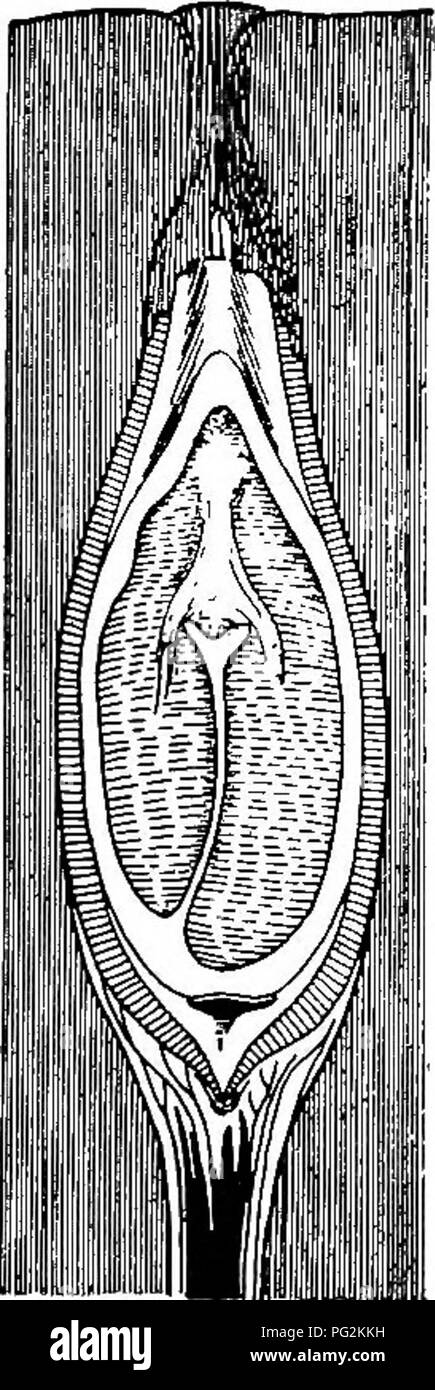 Bennettitales hi-res stock photography and images - Alamy