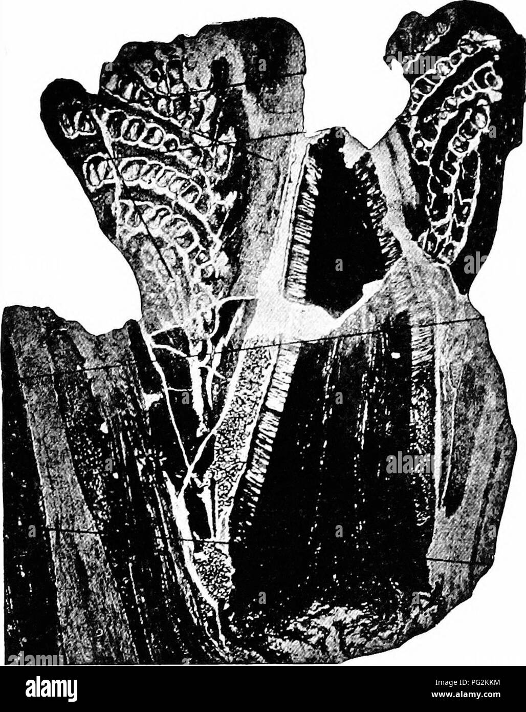 Lenticular structure hi-res stock photography and images - Alamy