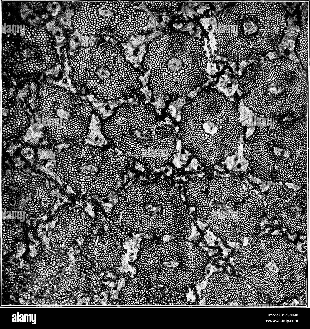 Cycadeoidea hi-res stock photography and images - Alamy