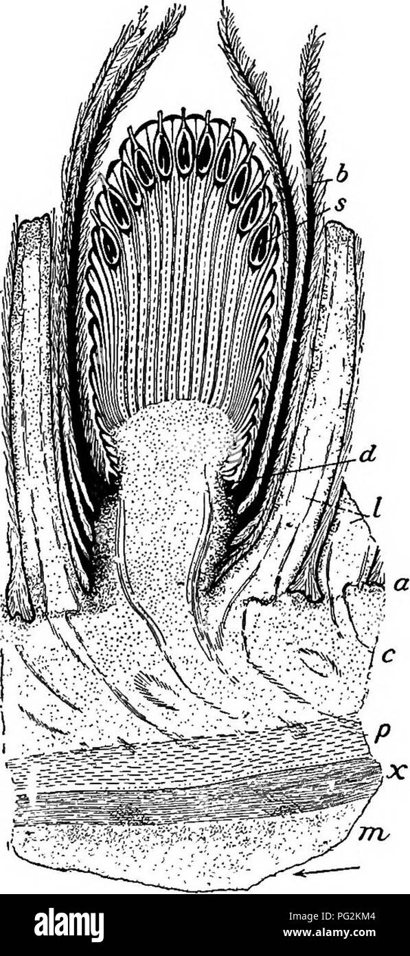 Seed bearing structures Black and White Stock Photos & Images - Alamy