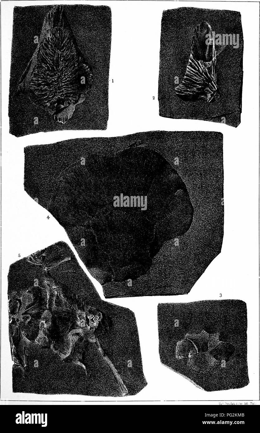This report documents the geological findings of Ohio, covering ...