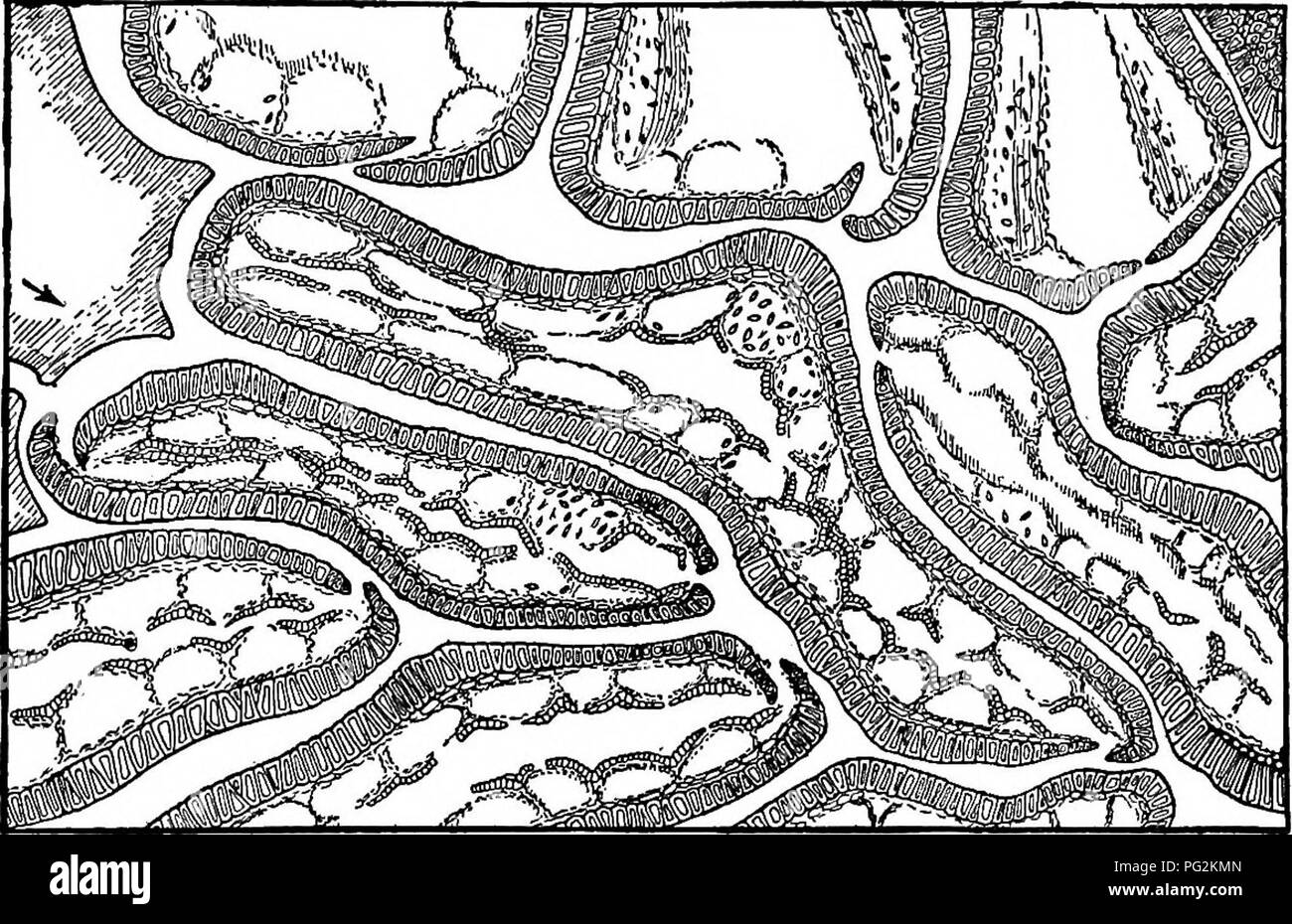 This study focuses on the morphology of gymnosperms, including ...
