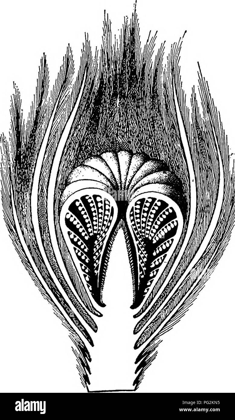 Seed bearing structures Black and White Stock Photos & Images - Alamy