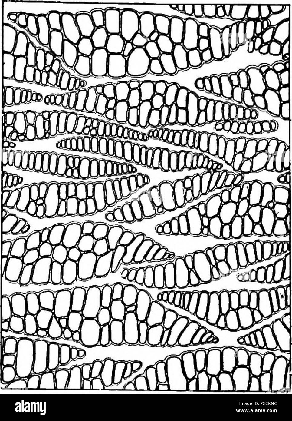 Gymnosperm morphology Black and White Stock Photos & Images - Alamy