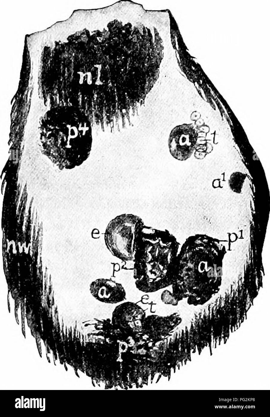 Gymnosperms reproductive structures hi-res stock photography and images ...