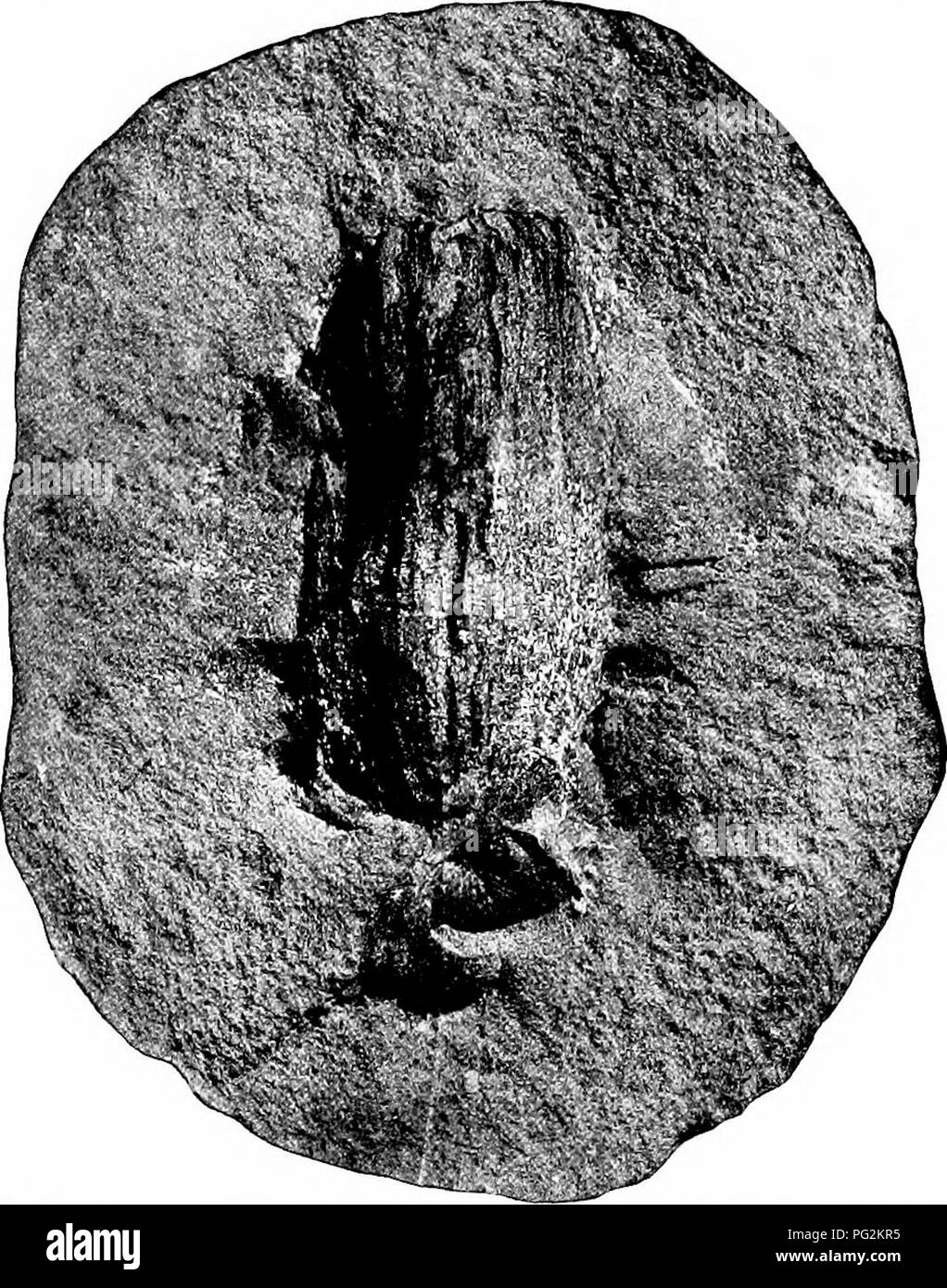 Neuropteris hi-res stock photography and images - Alamy