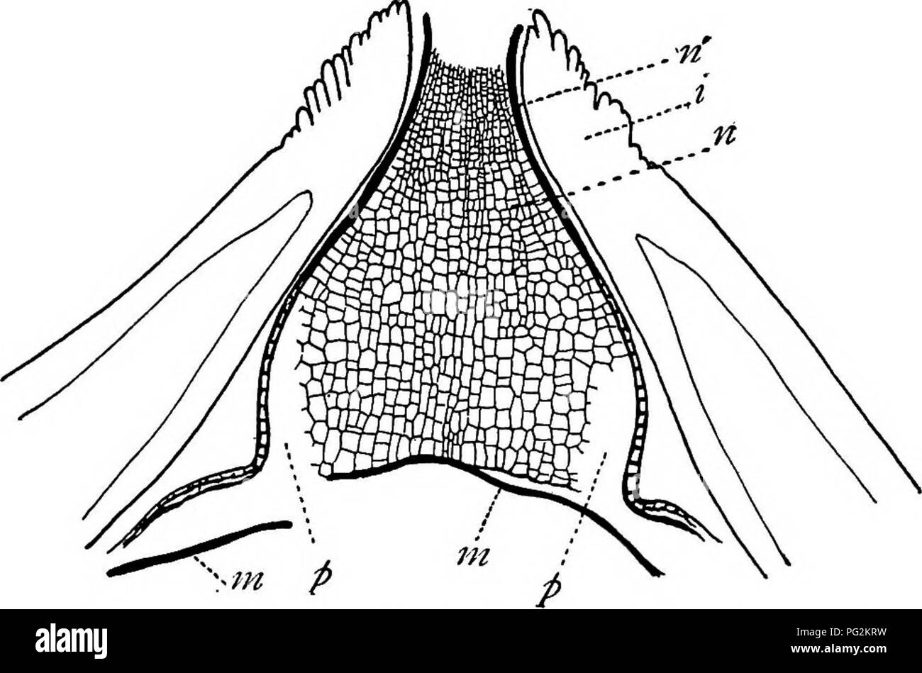 Pollen chamber Black and White Stock Photos & Images - Alamy
