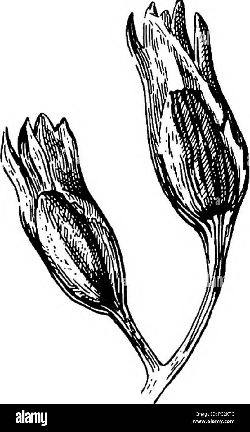 Gymnosperms reproductive structures hi-res stock photography and images ...