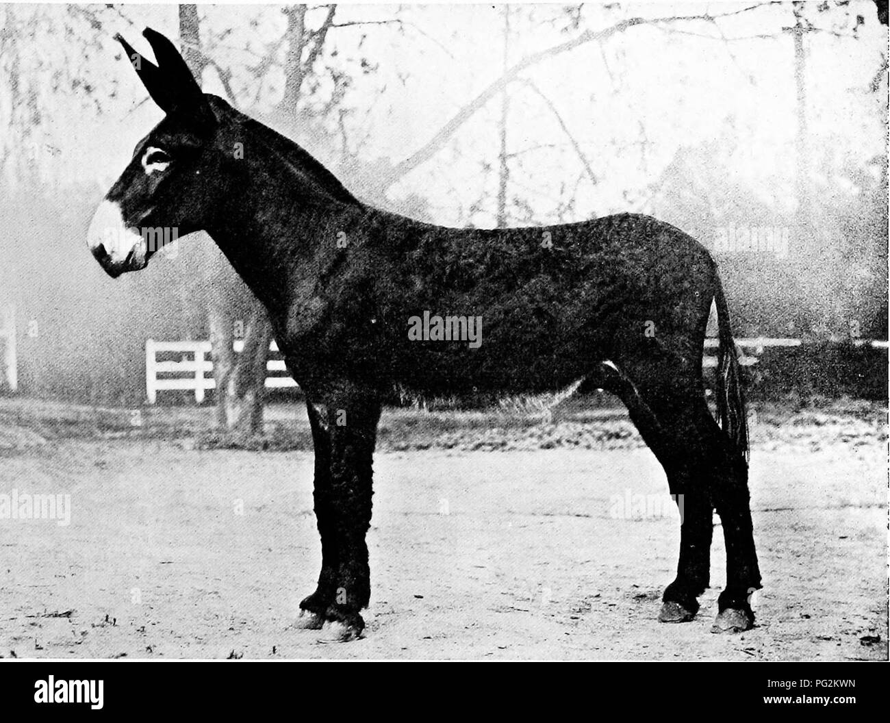 Percheron horses france hi-res stock photography and images - Alamy