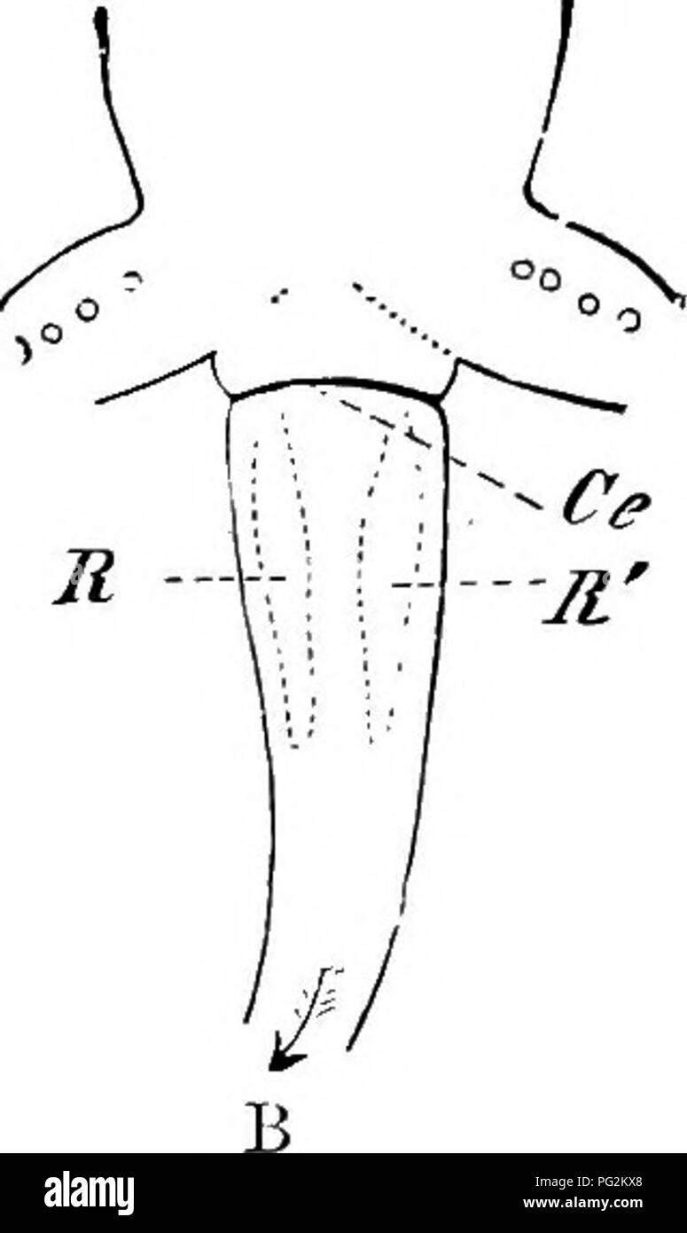 This comparative anatomy text explores the copulatory organs of ...