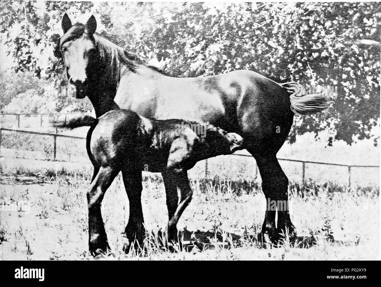 Percheron horses france hi-res stock photography and images - Alamy