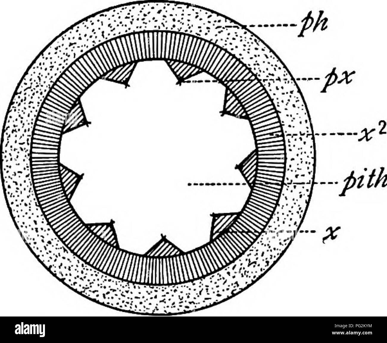 . Morphology of gymnosperms. Gymnosperms; Plant morphology. â Fig. 7 ...