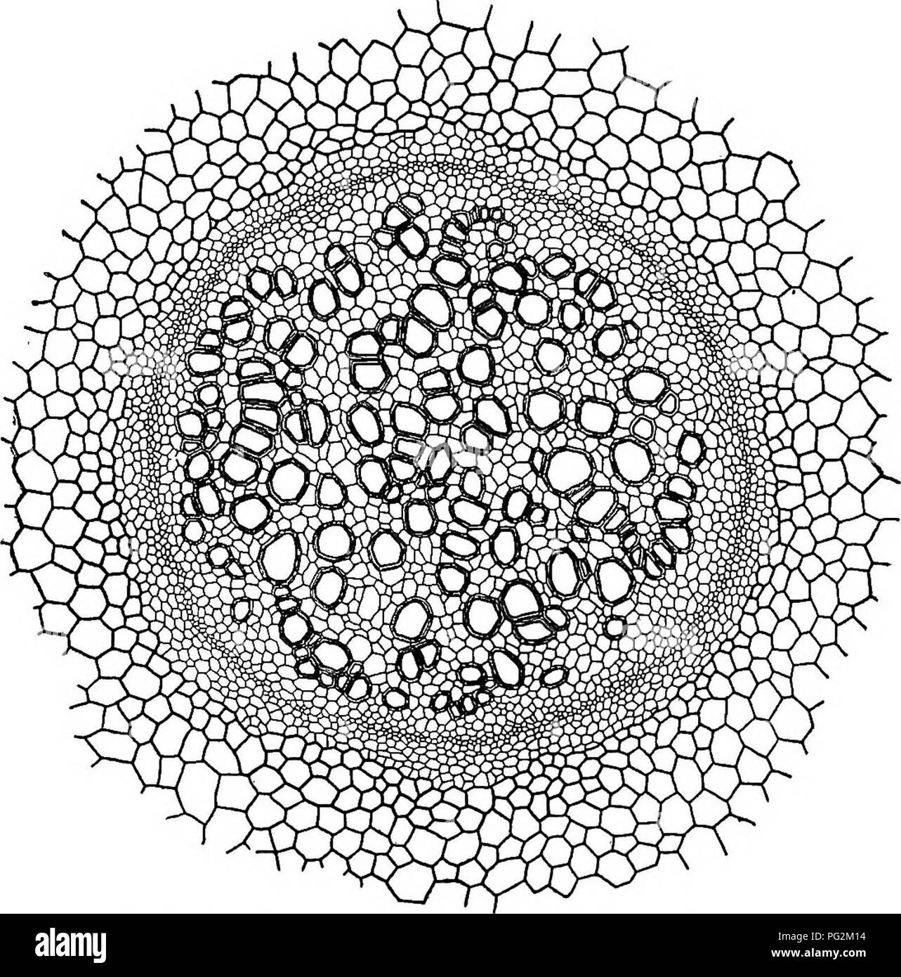 . Morphology of gymnosperms. Gymnosperms; Plant morphology ...