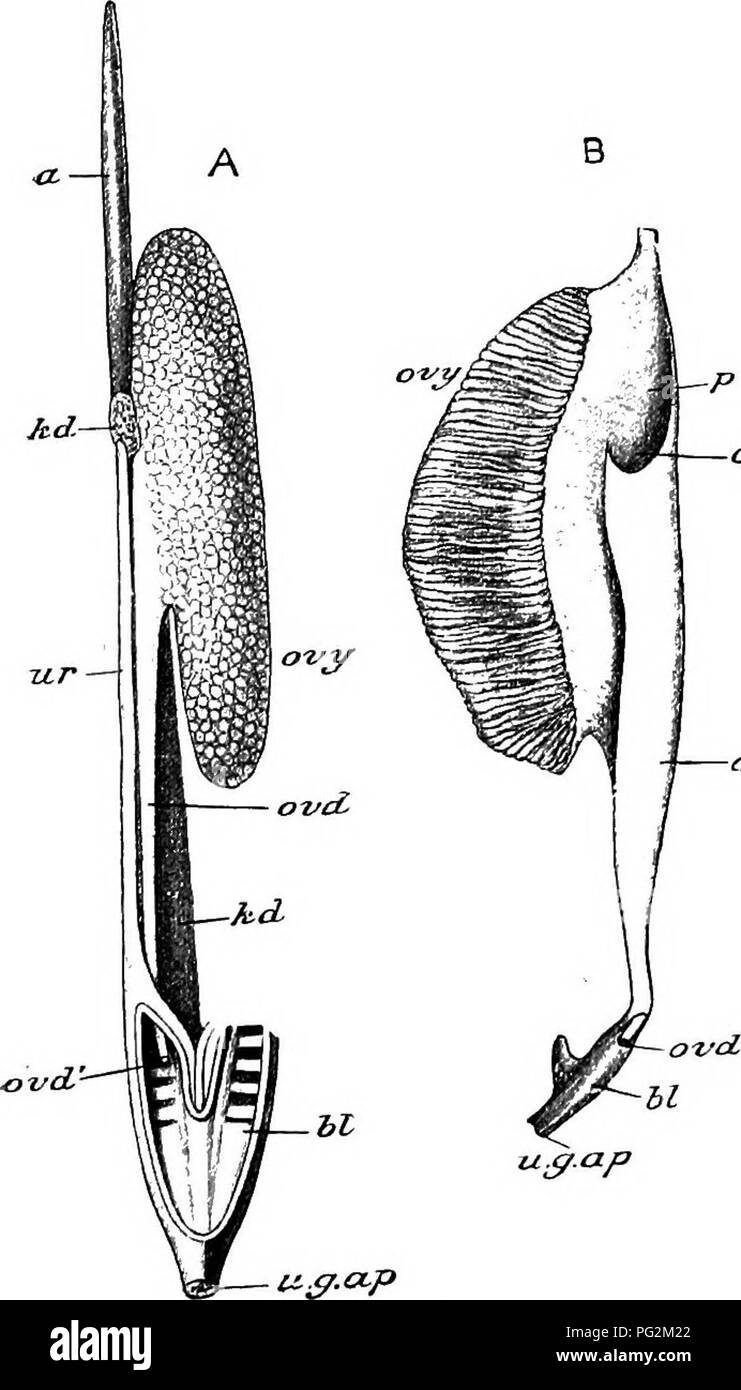 This comparative anatomy text focuses on the structure of urinogenital ...