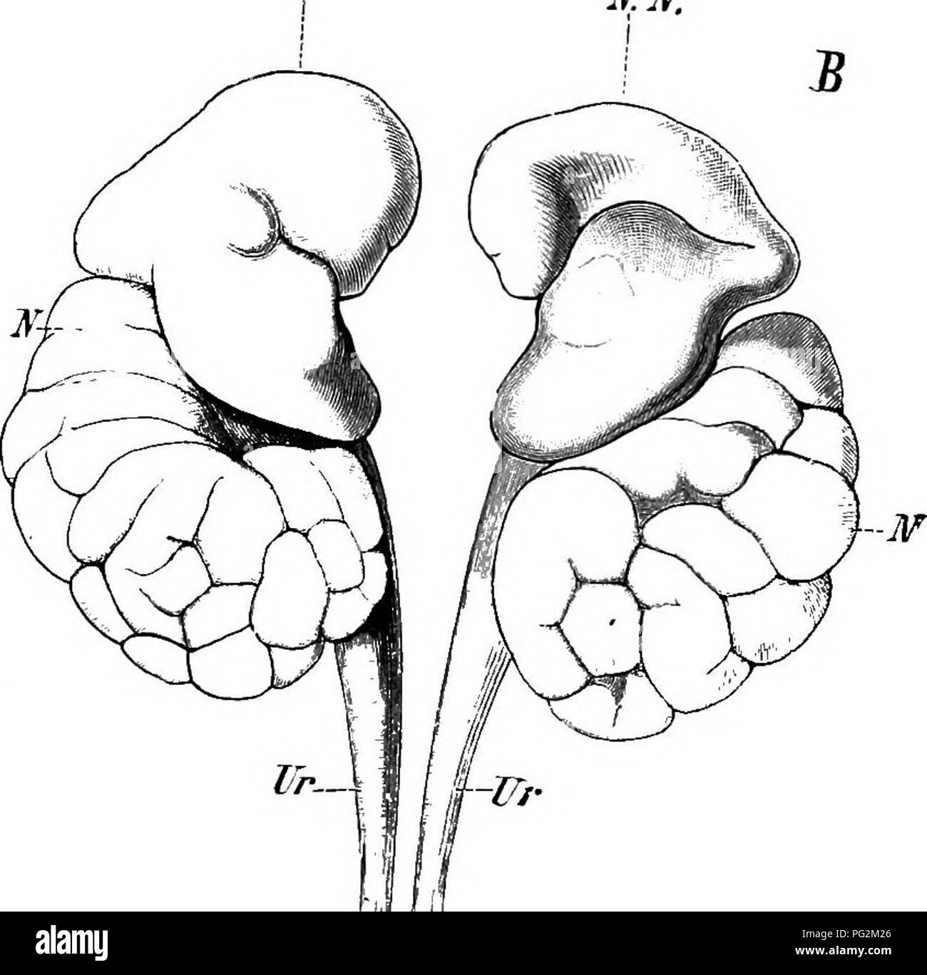 Amphioxus hi-res stock photography and images - Alamy