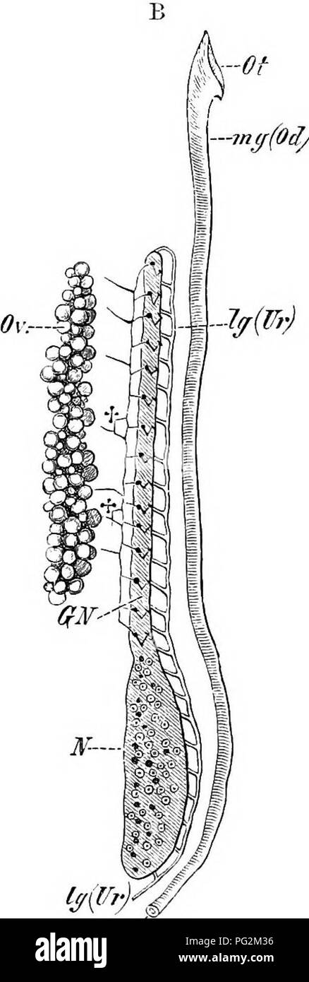 . Elements of the comparative anatomy of vertebrates. Anatomy ...