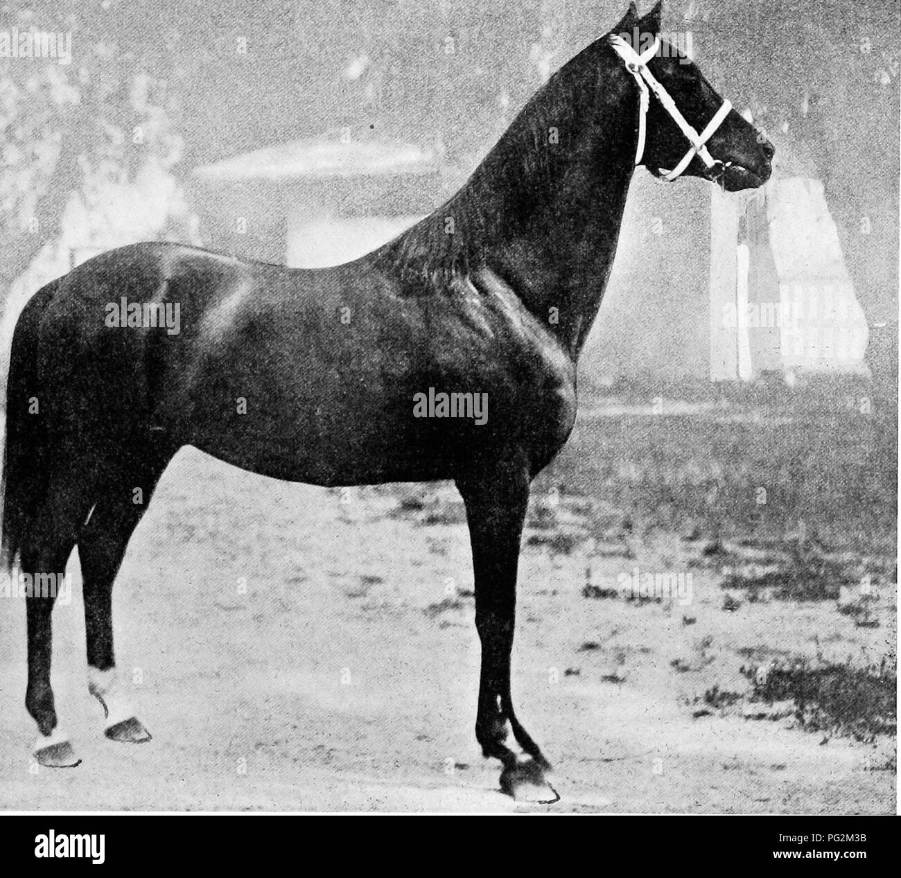 This catalog features the livestock at Santa Anita Rancho and Anoakia ...