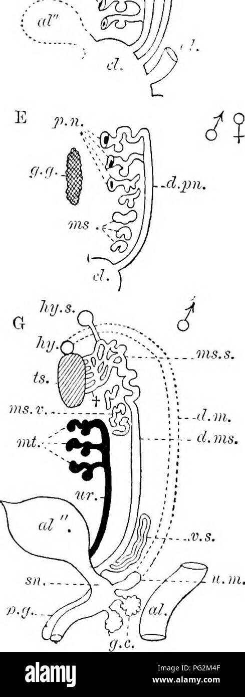Ms Anatomy High Resolution Stock Photography and Images - Alamy
