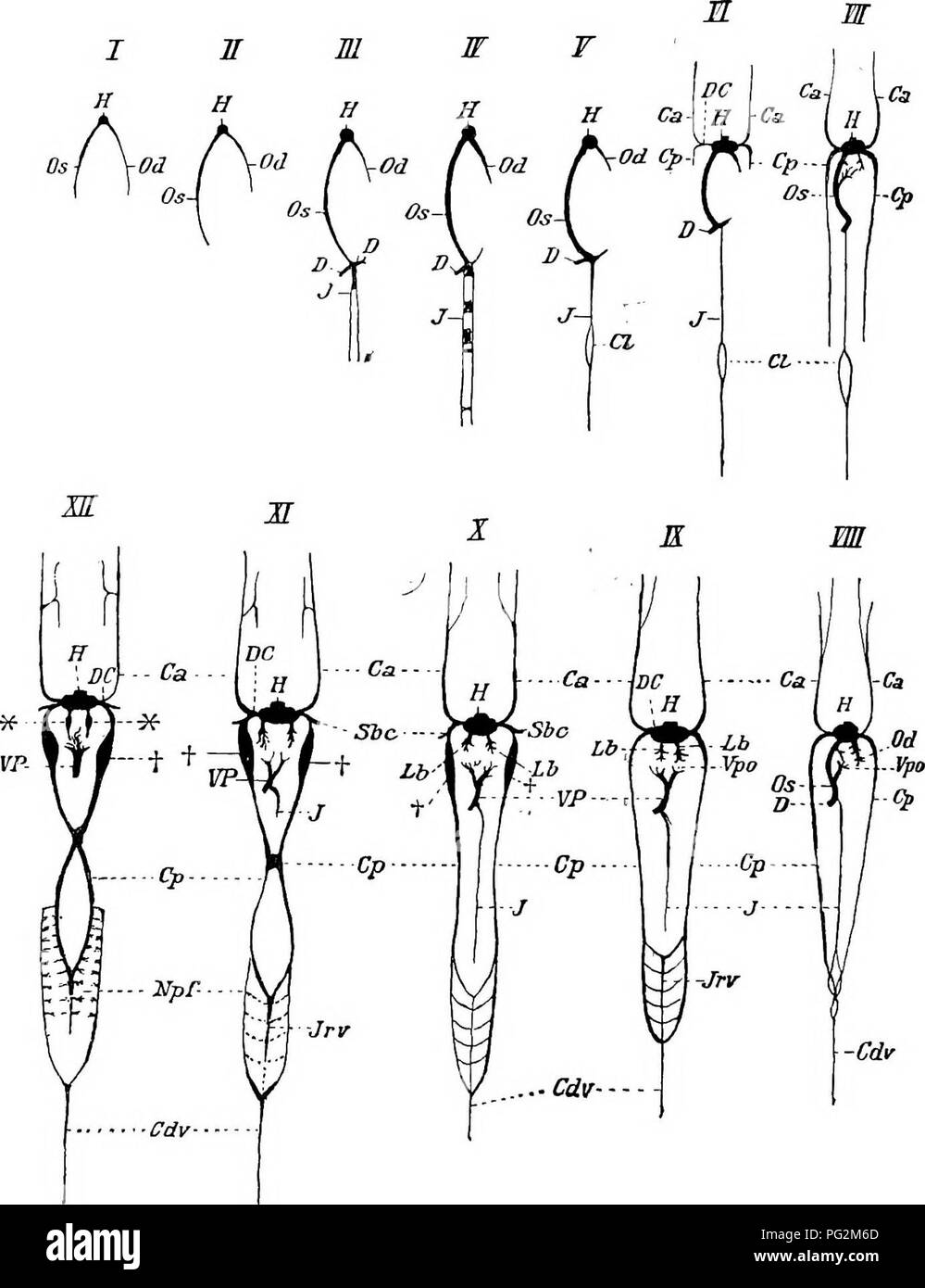 . Elements of the comparative anatomy of vertebrates. Anatomy ...