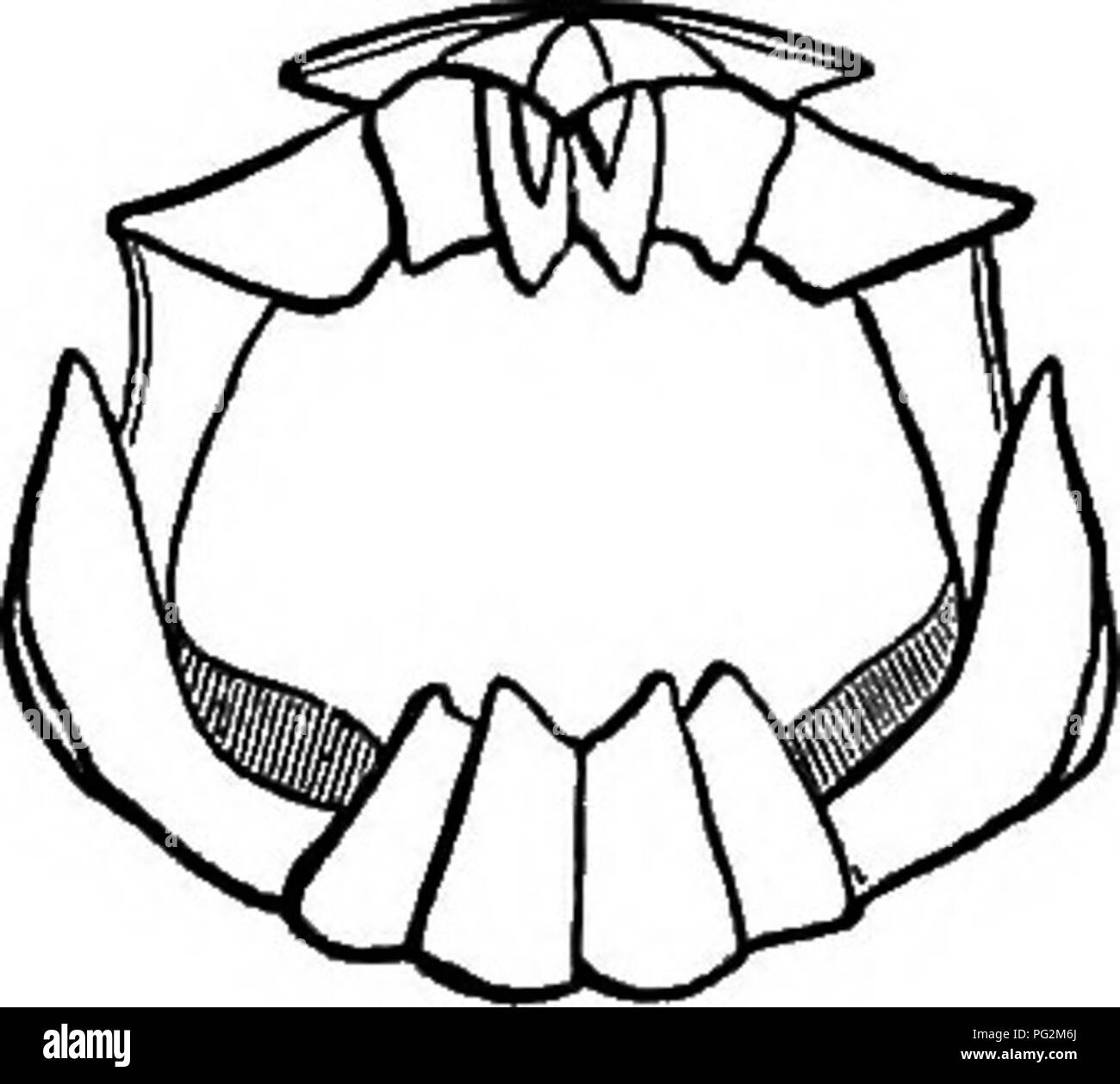 Dinichthys hi-res stock photography and images - Alamy