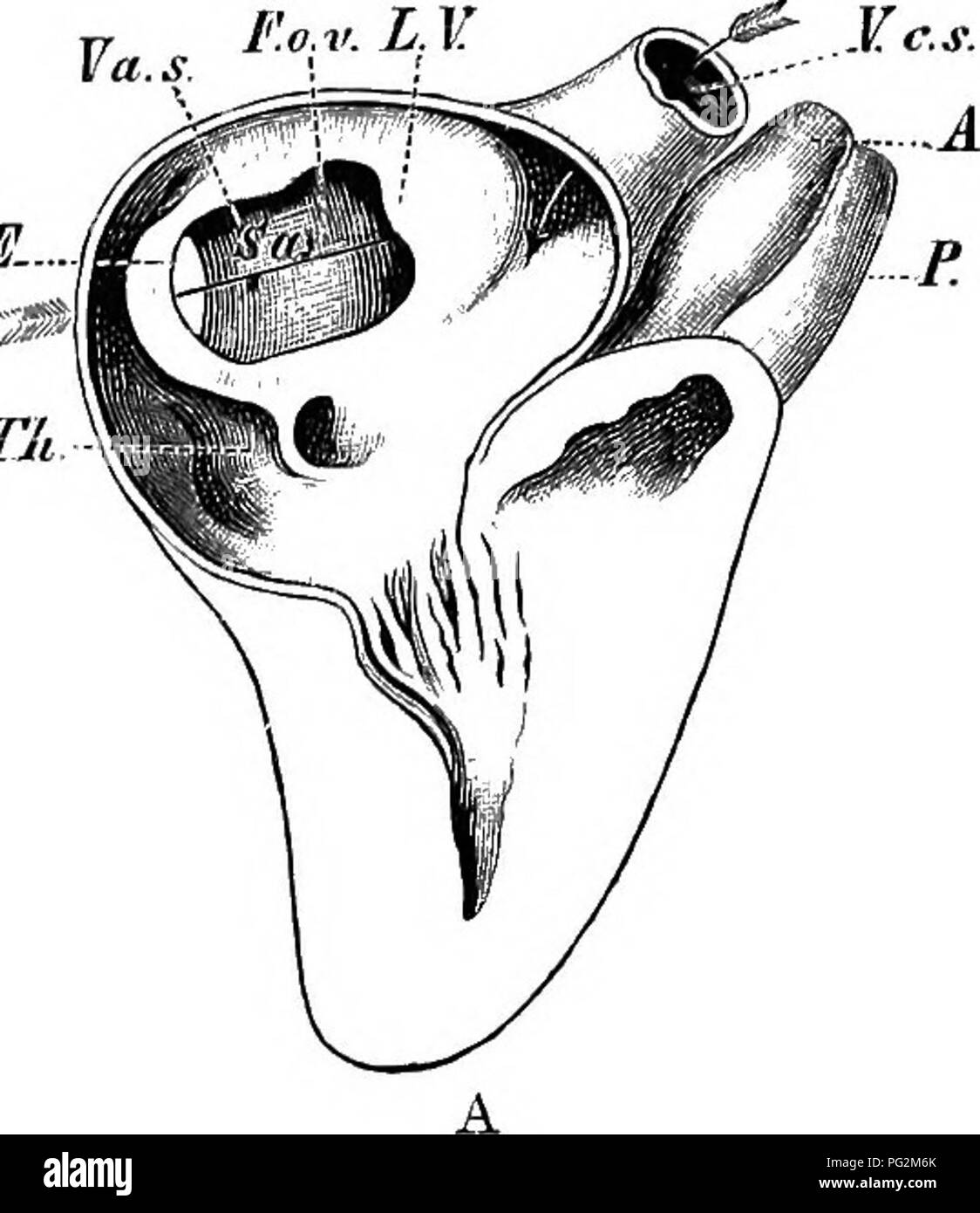 This text examines the comparative anatomy of vertebrates, focusing on ...