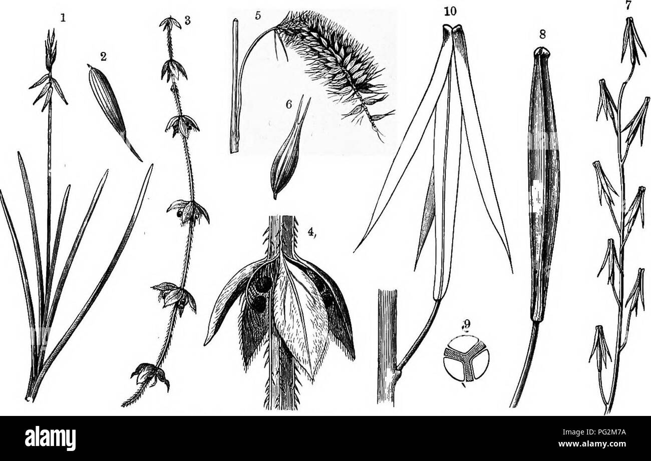 This section explores the dispersal of plant species through fruits and ...