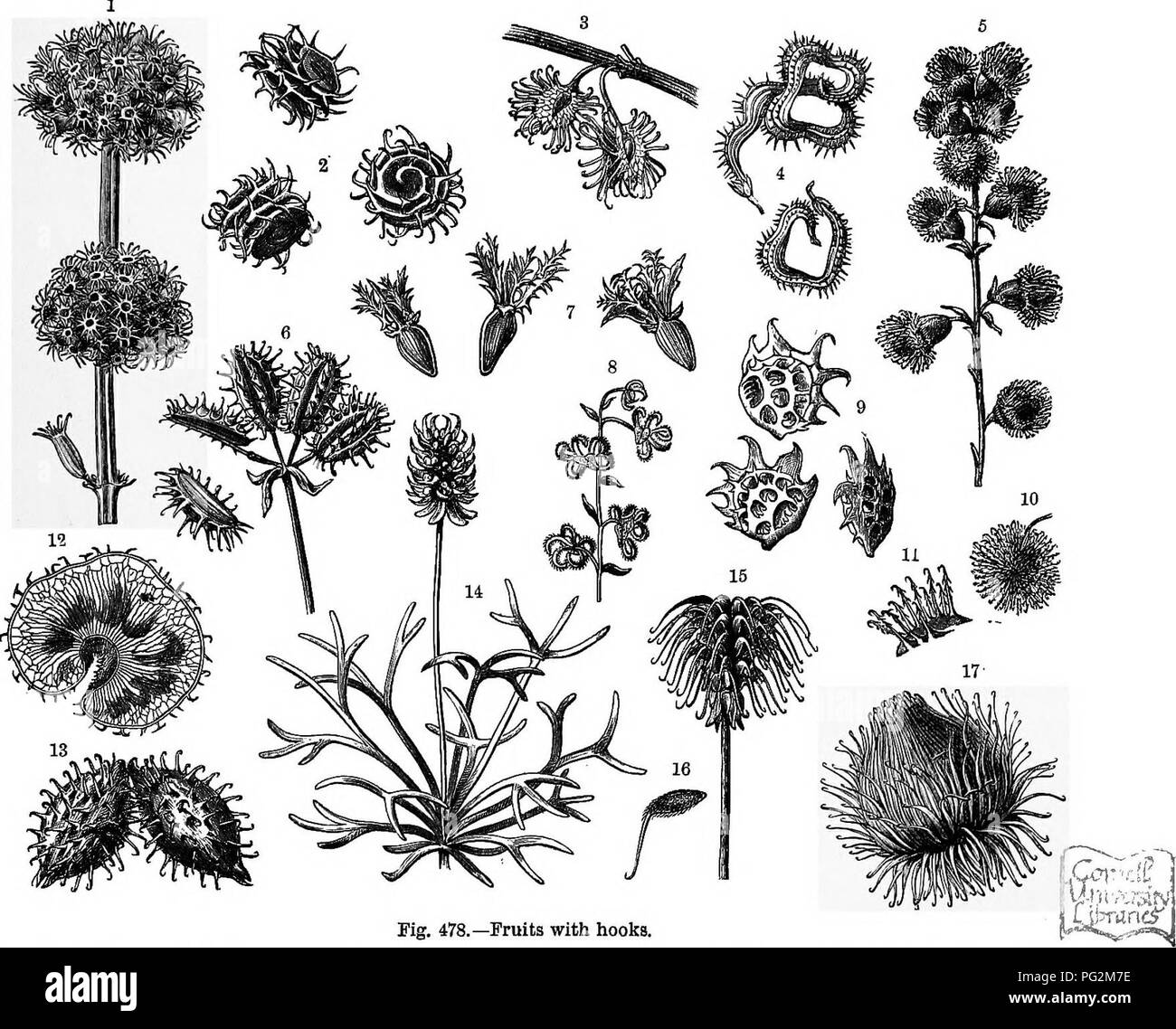 Seed dispersal by animals Black and White Stock Photos & Images - Alamy
