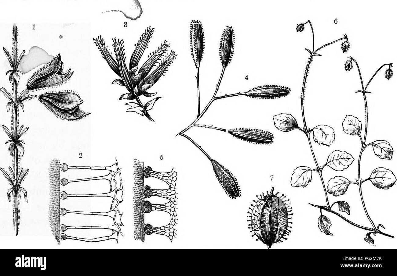 This work explores the natural history of plants, focusing on their ...