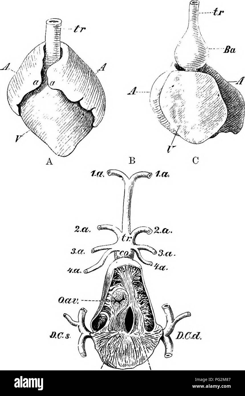 This work presents an analysis of the comparative anatomy of ...