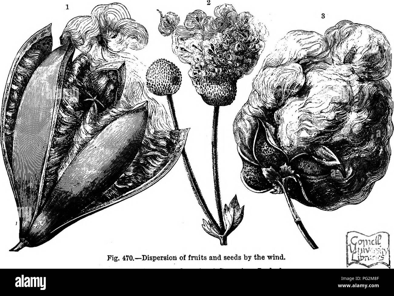 Adenium seeds Black and White Stock Photos & Images - Alamy