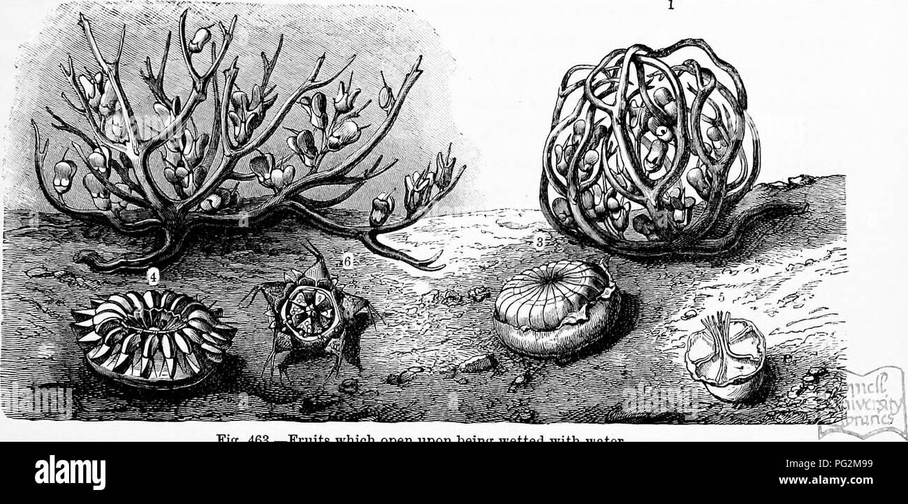 Water dispersal fruit Black and White Stock Photos & Images - Alamy