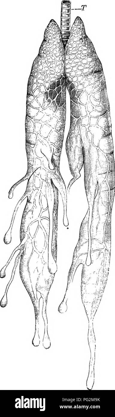 . Elements of the comparative anatomy of vertebrates. Anatomy ...