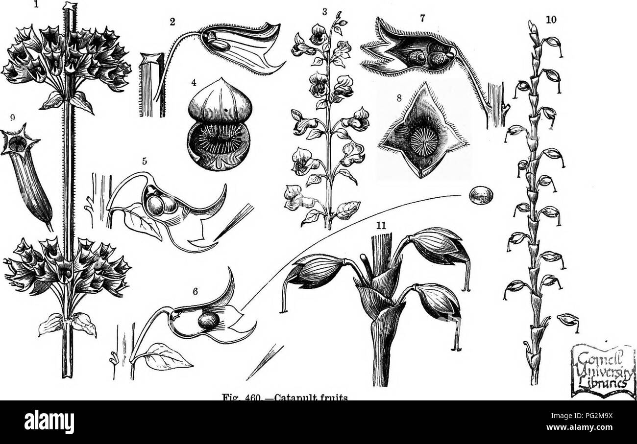 Bract scales hi-res stock photography and images - Alamy