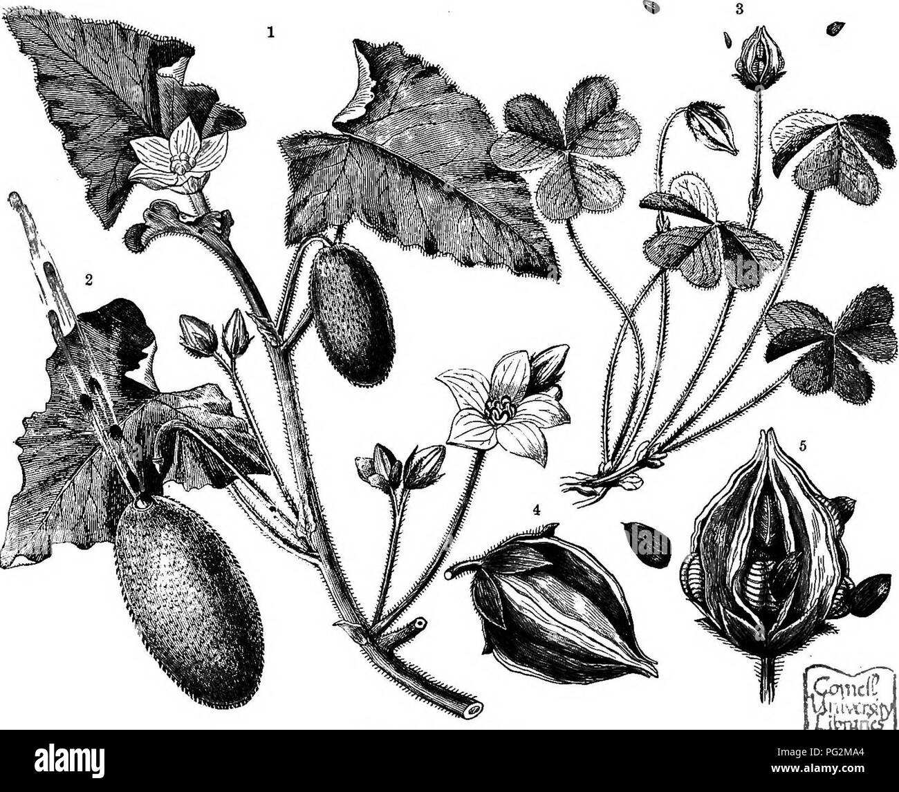 This text explores the dispersion of plant species through fruits and ...