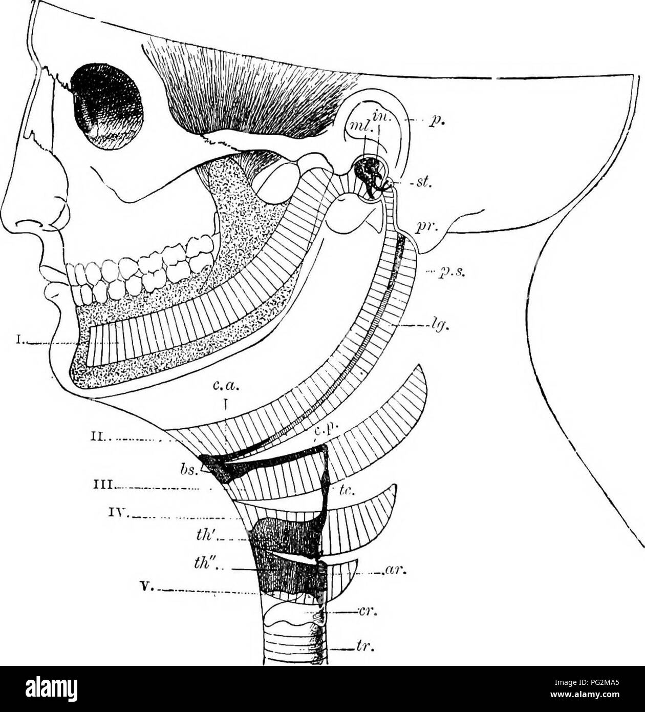 A study of the comparative anatomy of vertebrates, examining the ...