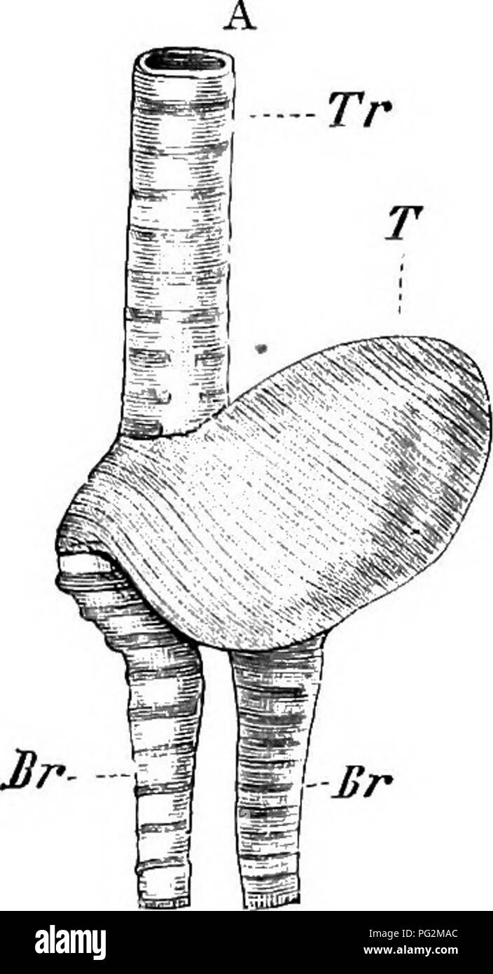 Semilunaris hi-res stock photography and images - Alamy