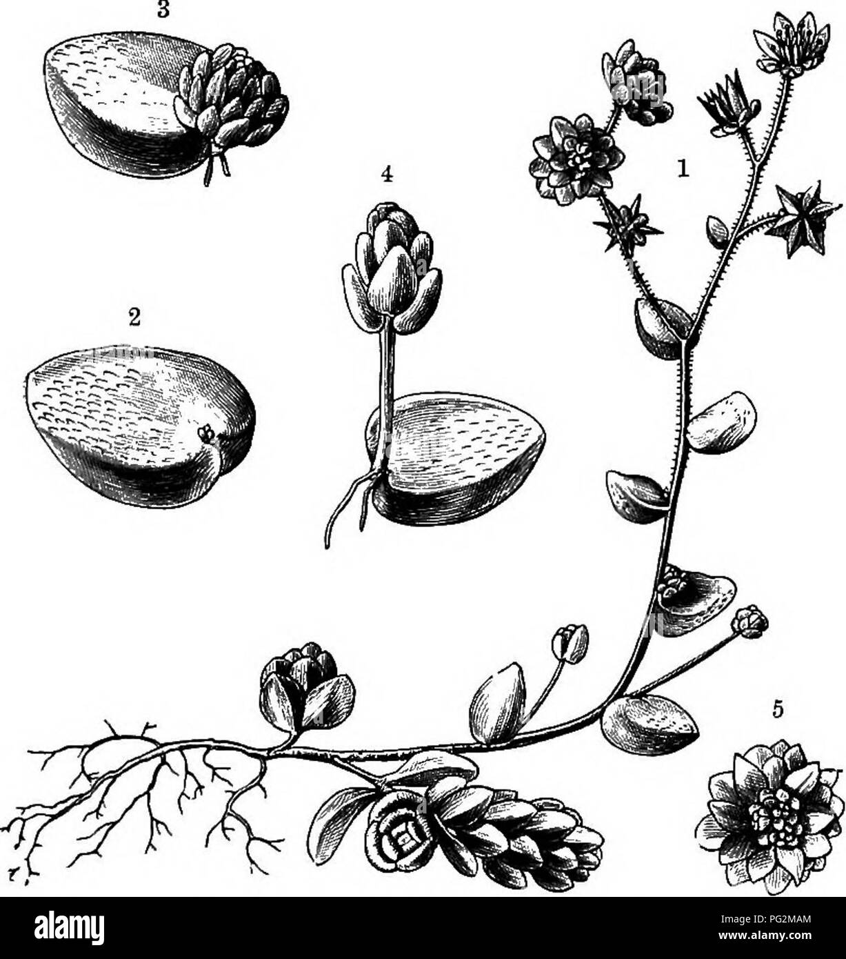 This botanical study describes the reproductive and growth patterns of ...