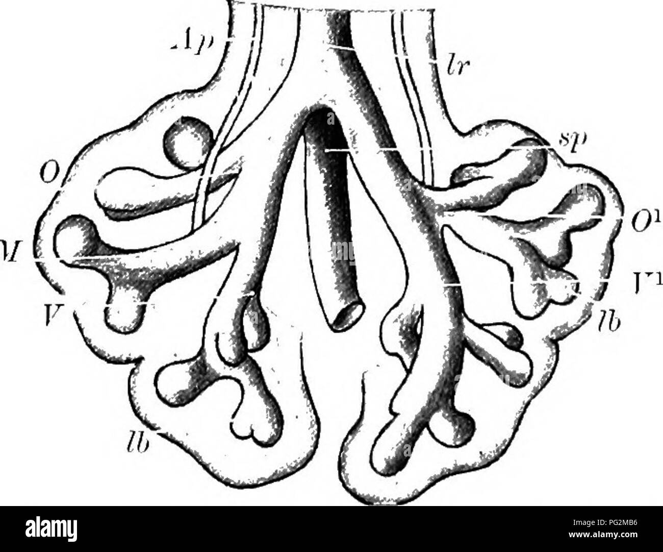 This work on comparative vertebrate anatomy illustrates the ...