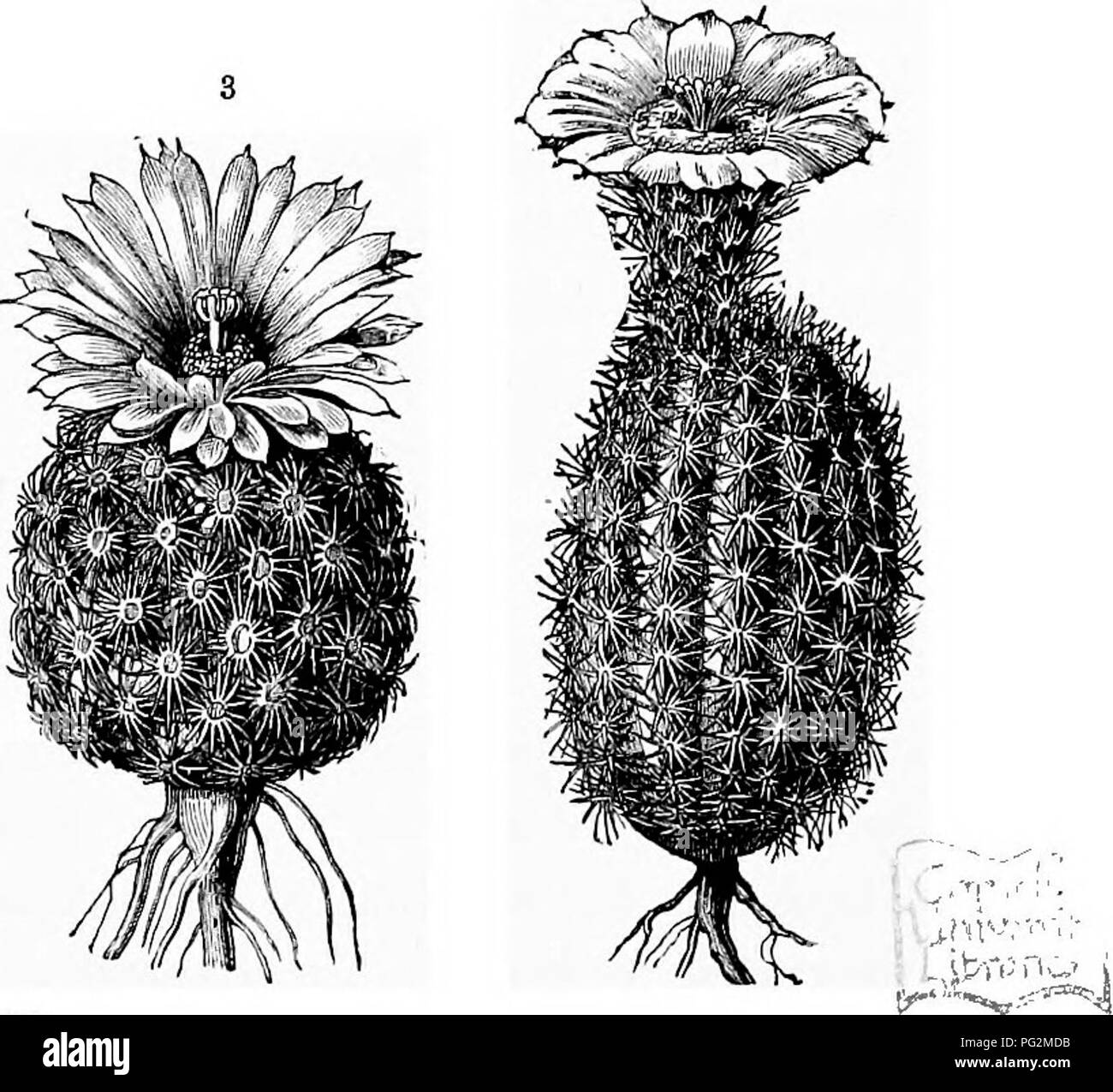 This image from *The Natural History of Plants* focuses on various ...