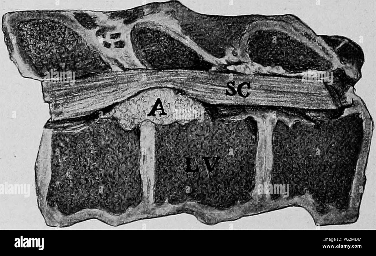 . The diseases of the genital organs of domestic animals. Veterinary ...