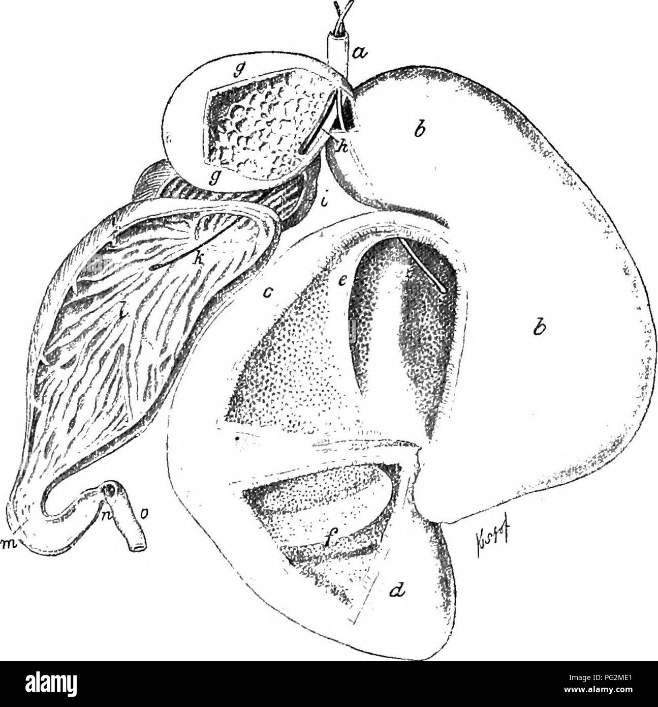 . Elements of the comparative anatomy of vertebrates. Anatomy ...