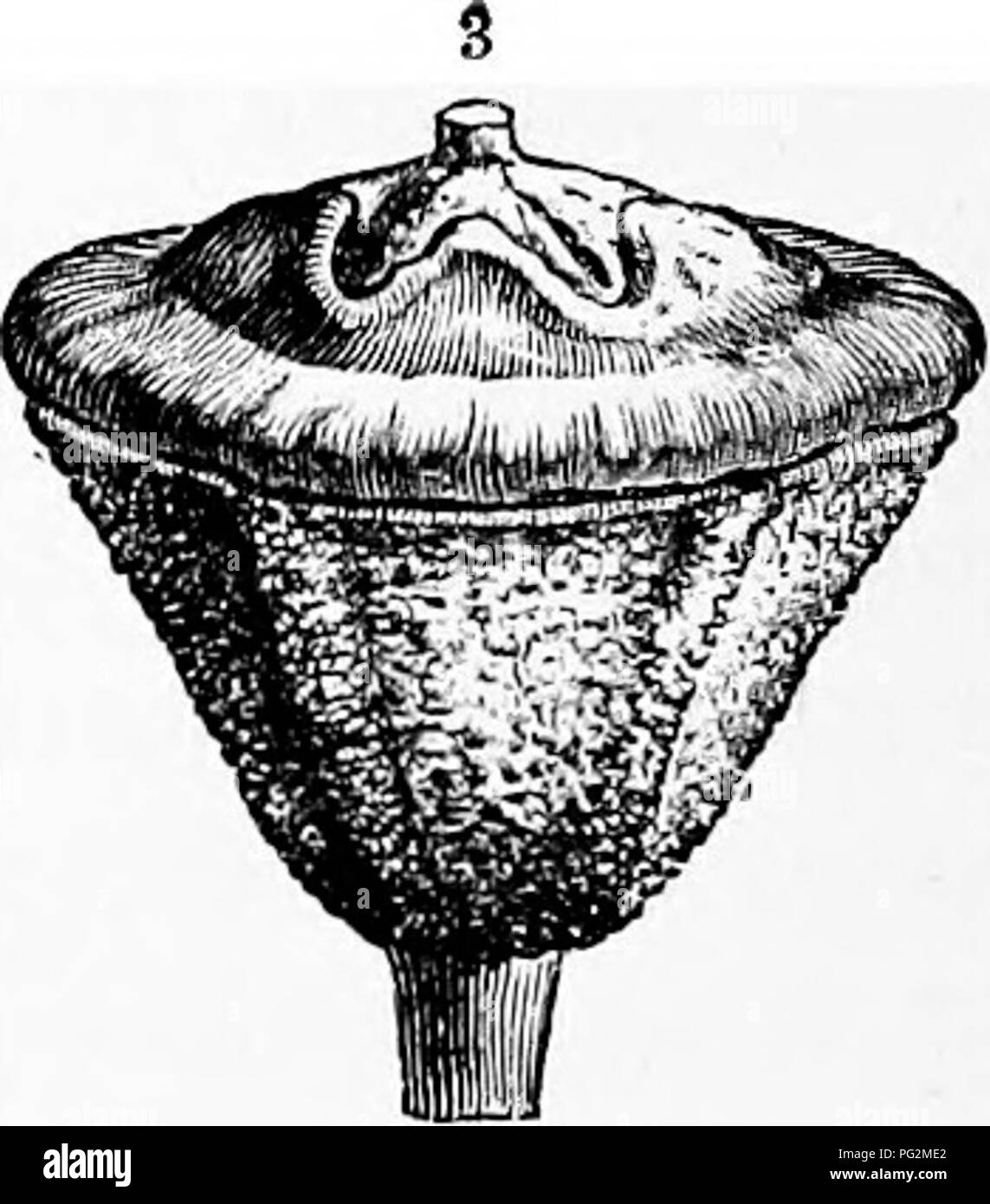 . The natural history of plants, their forms, growth, reproduction, and ...