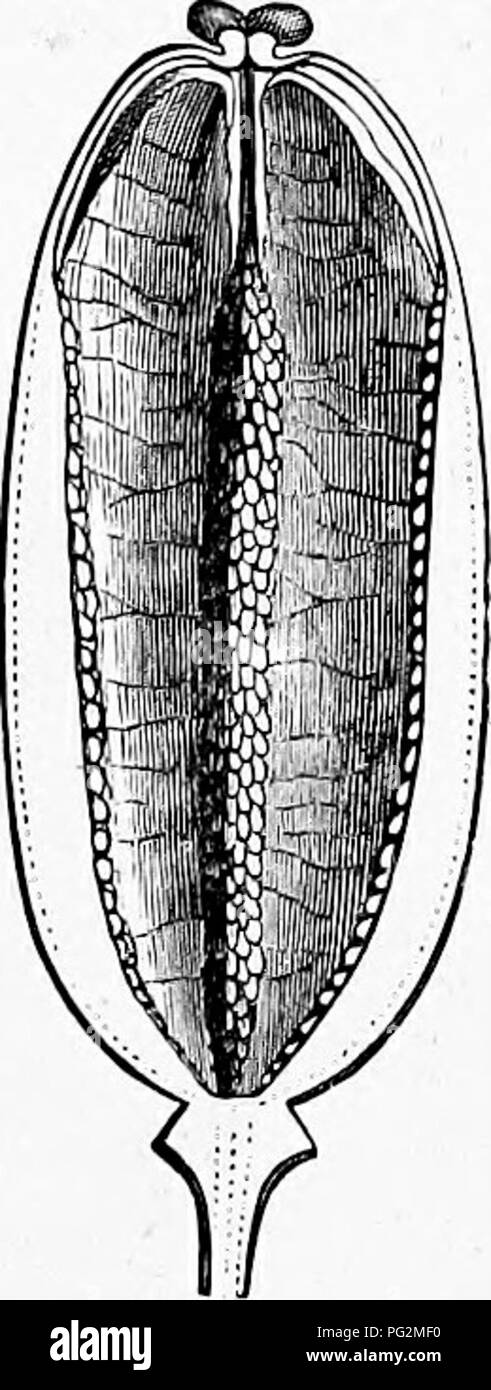Connate carpels hi-res stock photography and images - Alamy