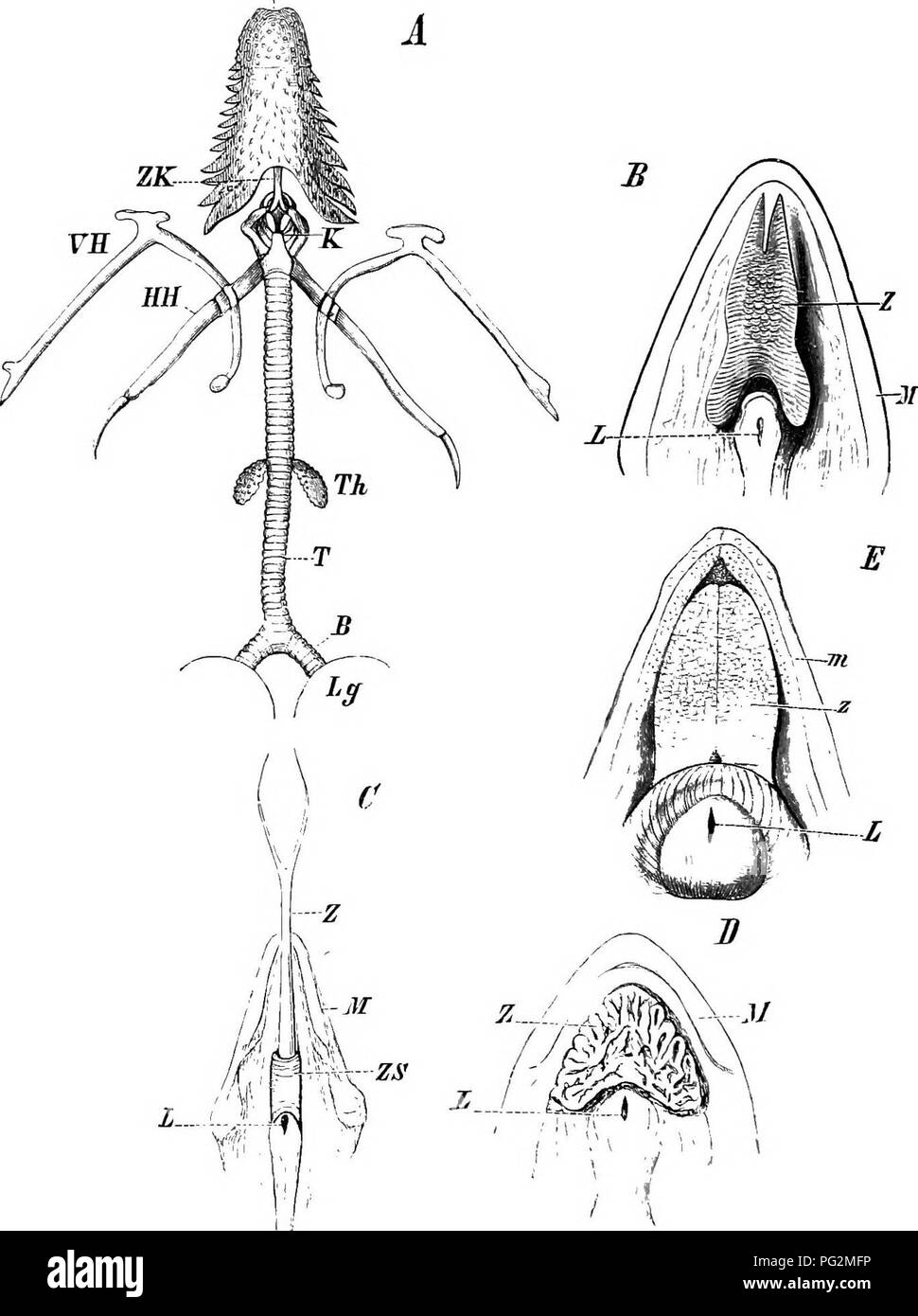 This textbook presents a detailed study of the comparative anatomy of ...