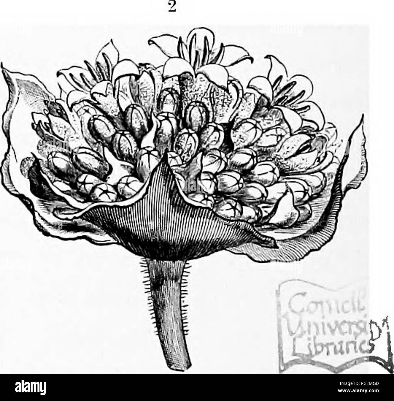 . The natural history of plants, their forms, growth, reproduction, and ...